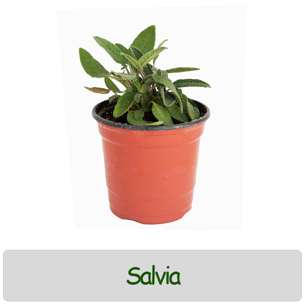 Súper El Cóndor - Supermercado Online